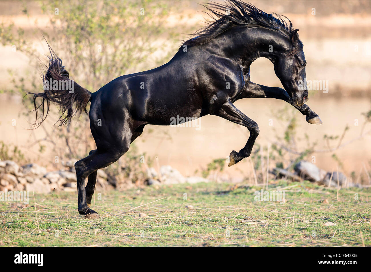 Marwari Horse. Black stallion showing display behaviour in a pasture ...