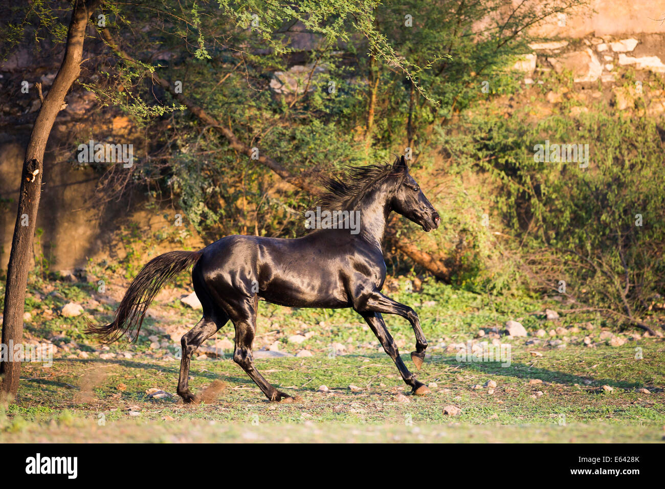 Marwari Horse. Black stallion galloping on a pasture. India Stock Photo ...
