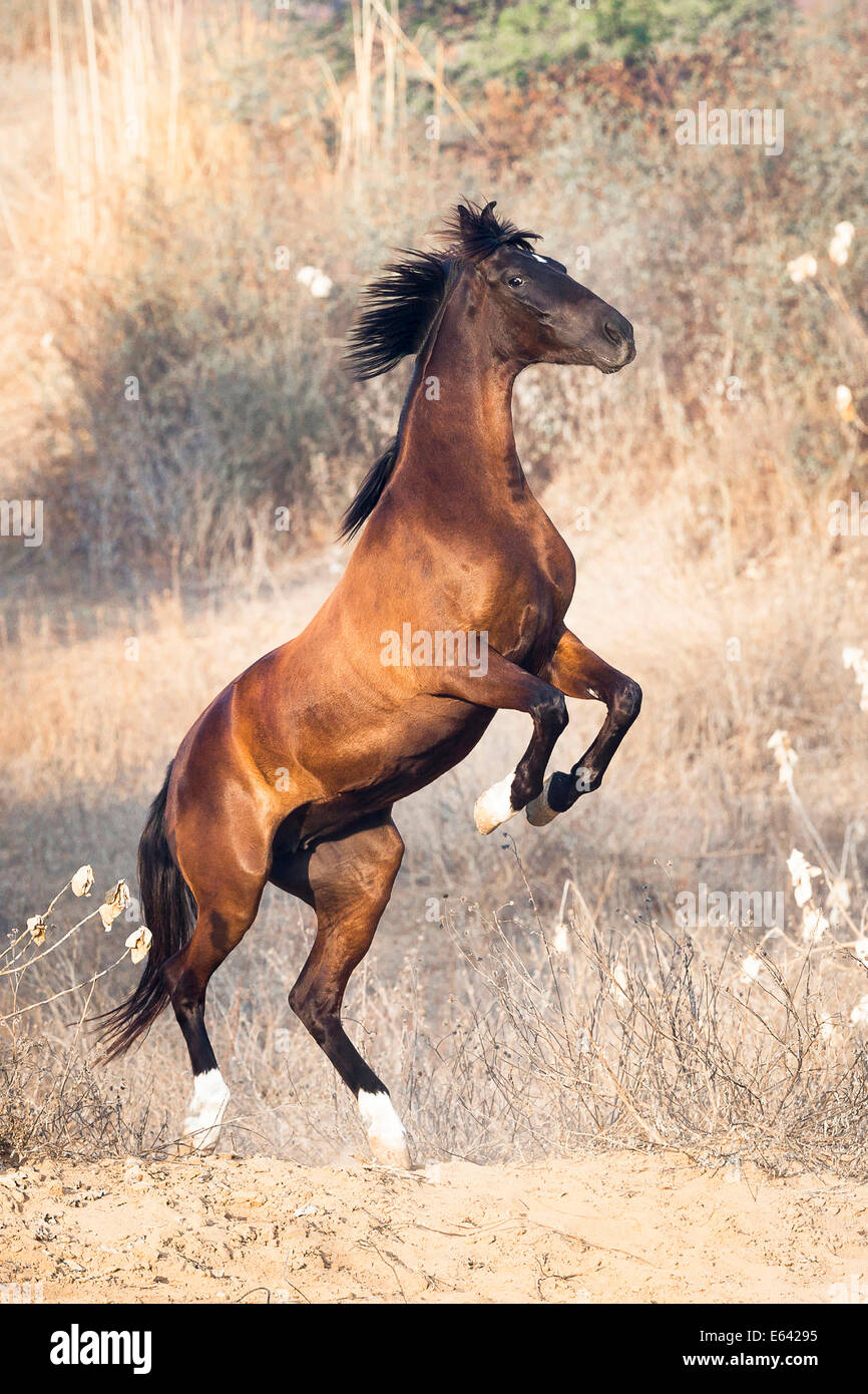 Marwari Horse. Bay mare performing a courbette in the desert. India ...