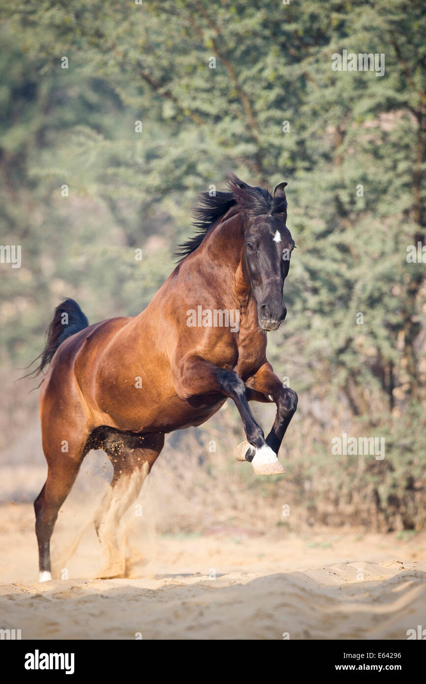 Marwari Horse. Bay mare bucking in the desert. India Stock Photo - Alamy