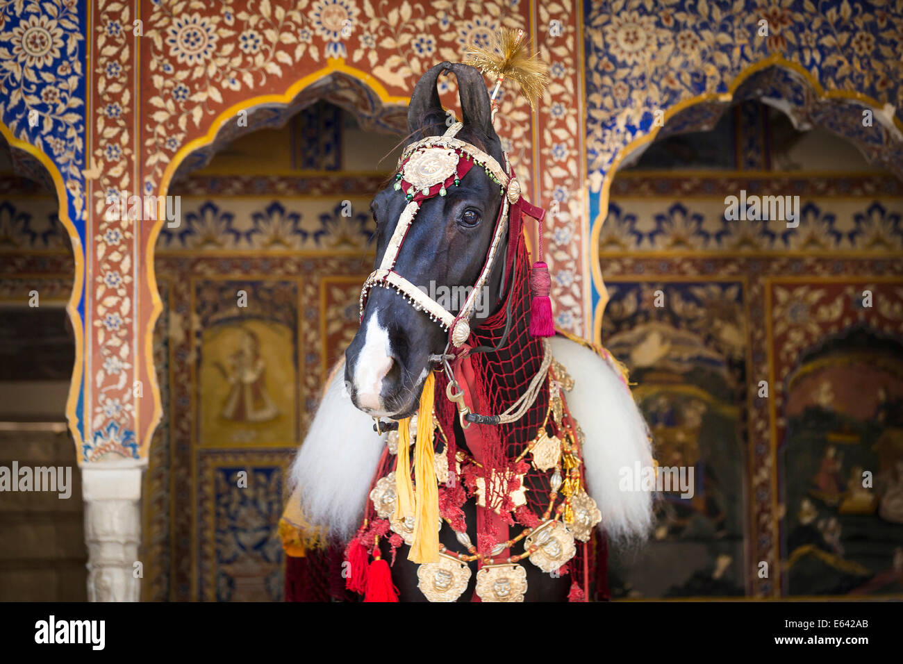 Marwari Horse. Black mare with with traditional tack, portrait. India ...