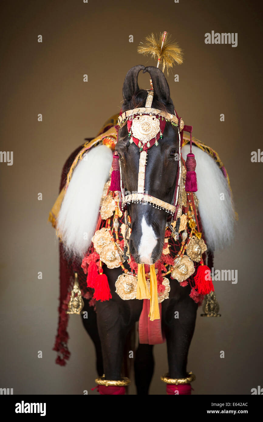 Marwari Horse. Black mare with with traditional tack, portrait. India ...
