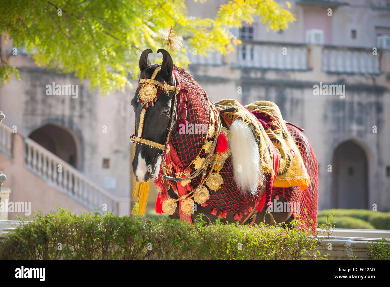Marwari Horse. Black mare with with traditional tack and saddle in ...