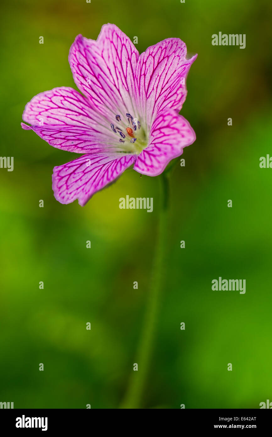 Pink Campion Flower High Resolution Stock Photography and Images - Alamy