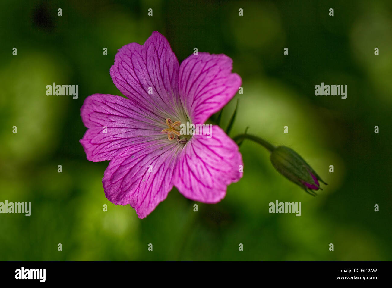 single pink campion flower Stock Photo - Alamy