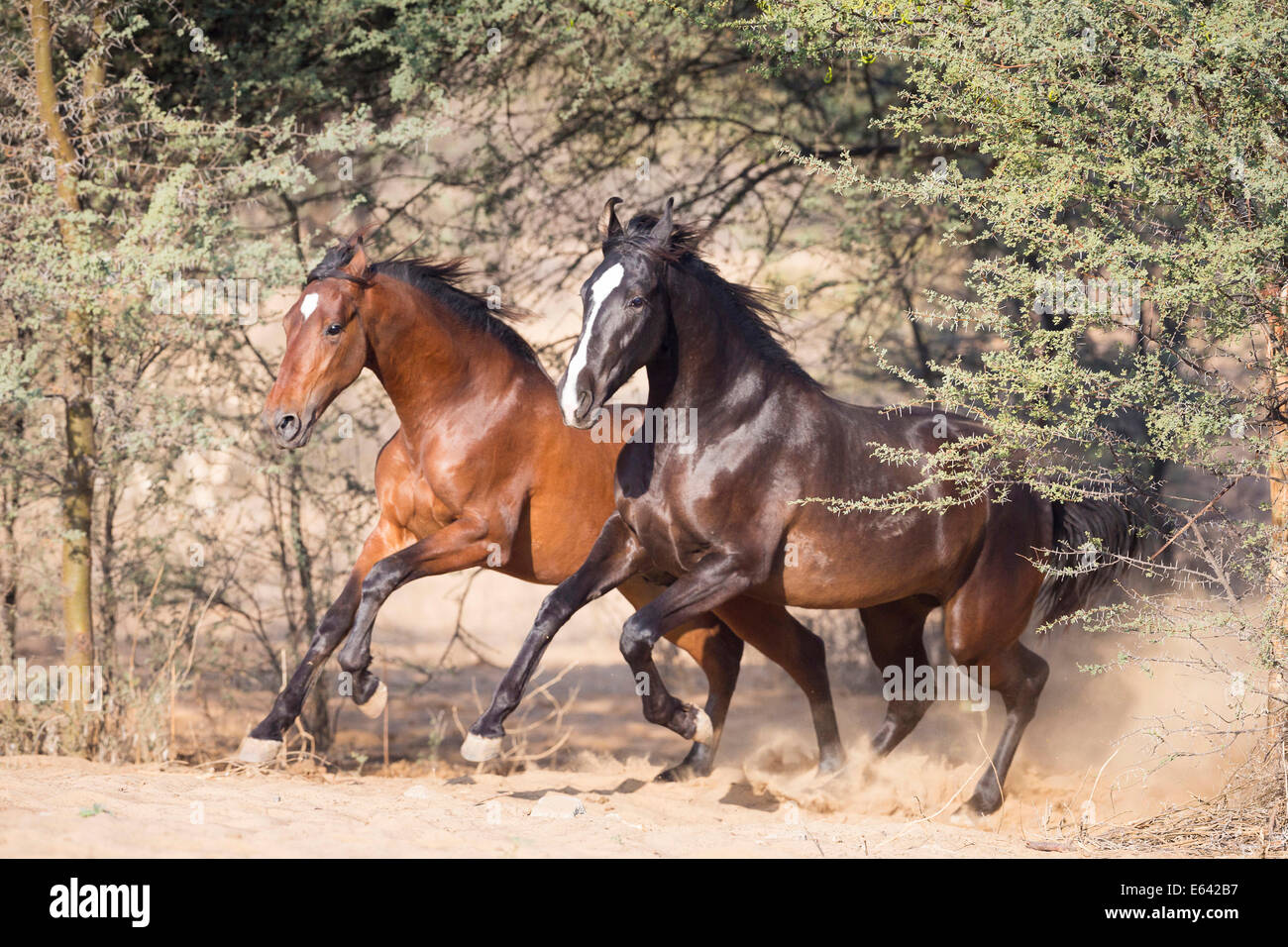 Marwari Horse. Mare and stallion in full gallop. India Stock Photo - Alamy