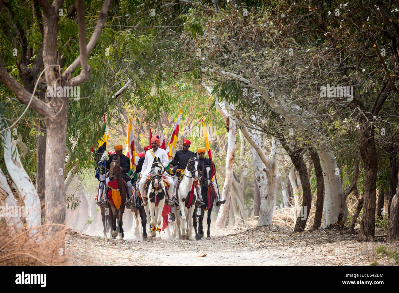 Marwari Horse. Group of Rajputs riding down a tree-lined alley. India ...