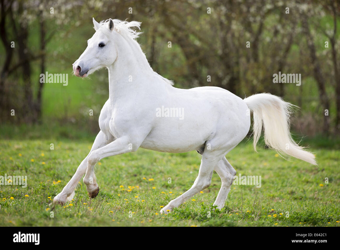 German Riding Pony. Gray gelding galloping on a pasture in spring ...