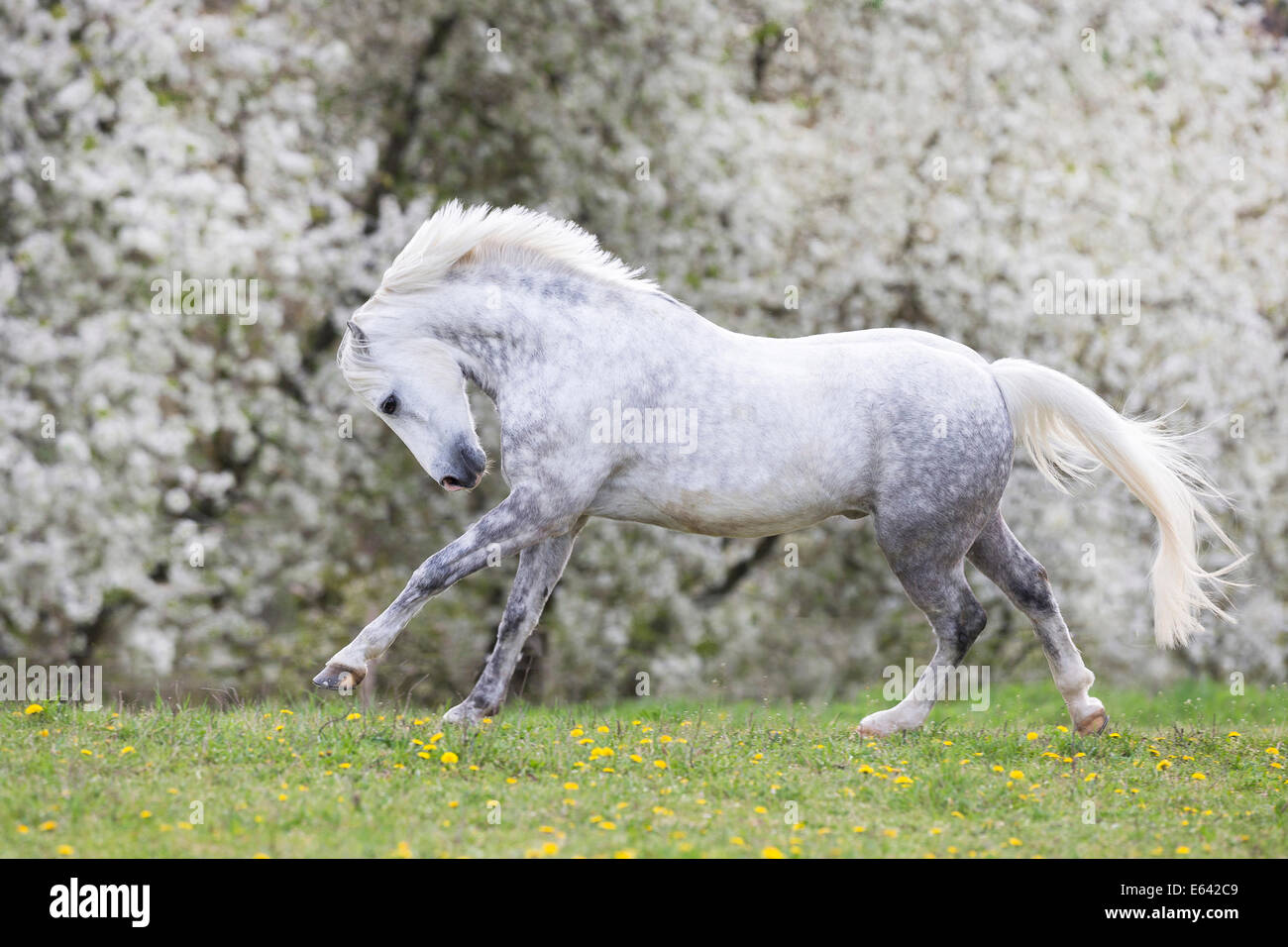 German Riding Pony. Gray gelding galloping on a pasture in spring ...