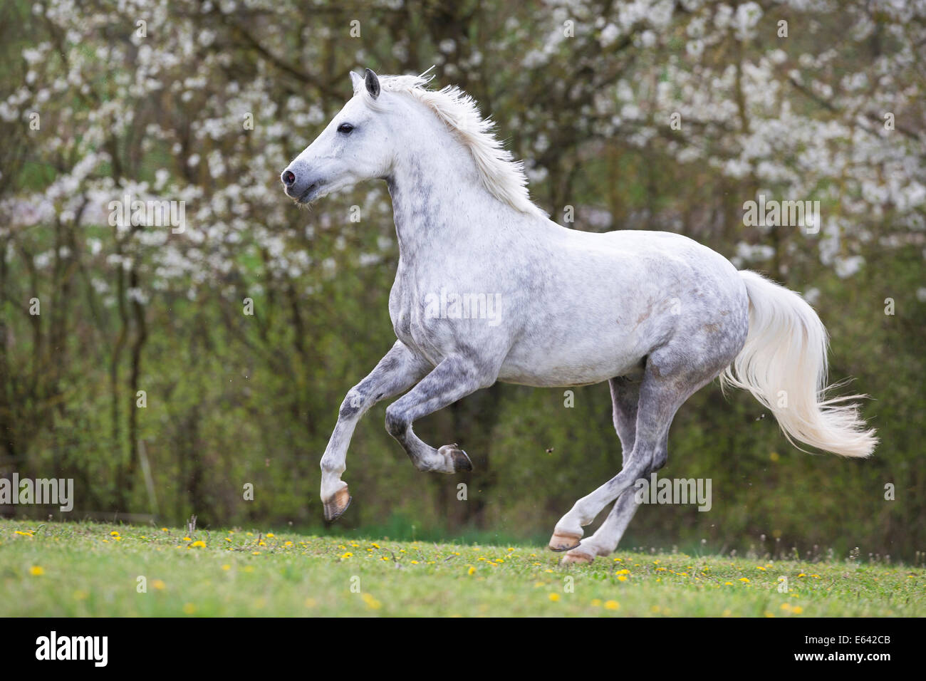Grey pony on a meadow in germany hi-res stock photography and images ...