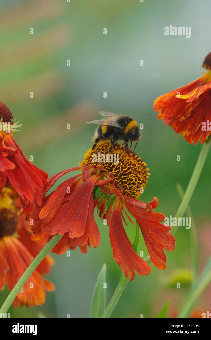 A Buff-Tailed Bumble Bee,On A Helenium Flower Stock Photo - Alamy