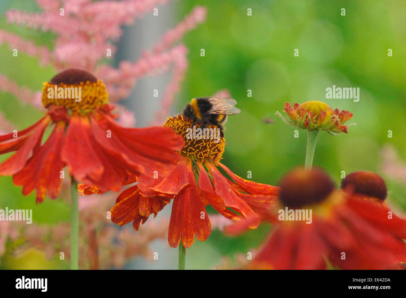 A Buff-Tailed Bumble Bee,On A Helenium Flower Stock Photo - Alamy