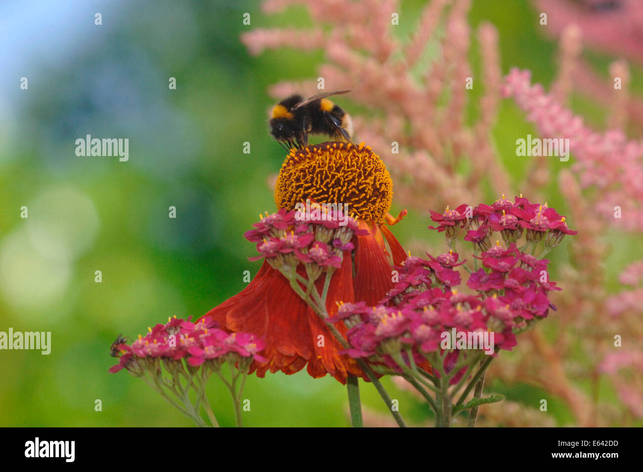 A Buff-Tailed Bumble Bee,On A Helenium Flower Stock Photo - Alamy