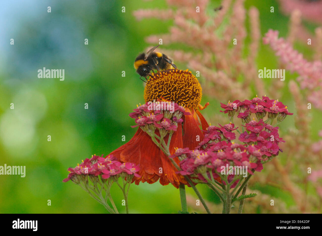 A Buff-Tailed Bumble Bee,On A Helenium Flower Stock Photo - Alamy