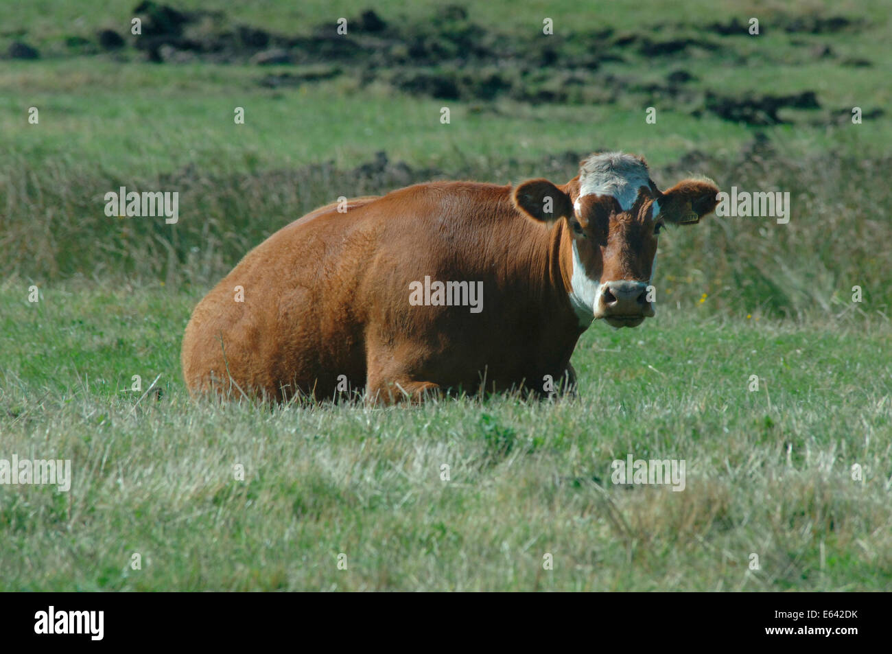 A Cow Resting In A Field Stock Photo - Alamy