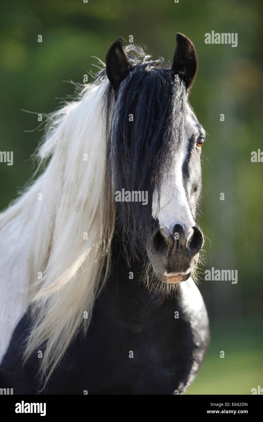 Gypsy Vanner Horse. Portrait of piebald stallion. Germany Stock Photo ...