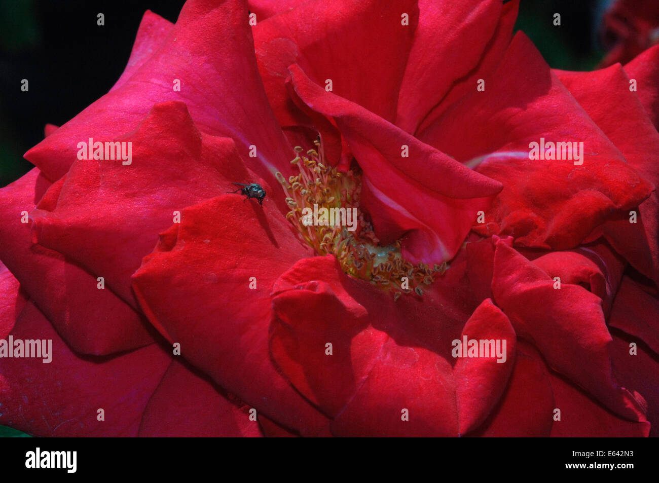 A Fly On A Red Rose Stock Photo - Alamy