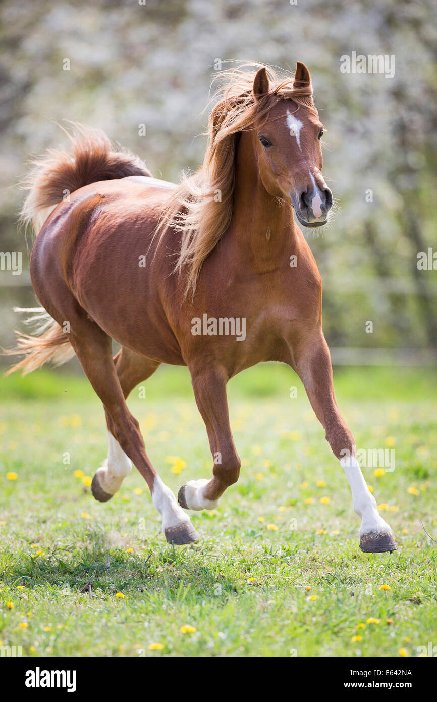 Welsh pony mare trotting on hi-res stock photography and images - Alamy