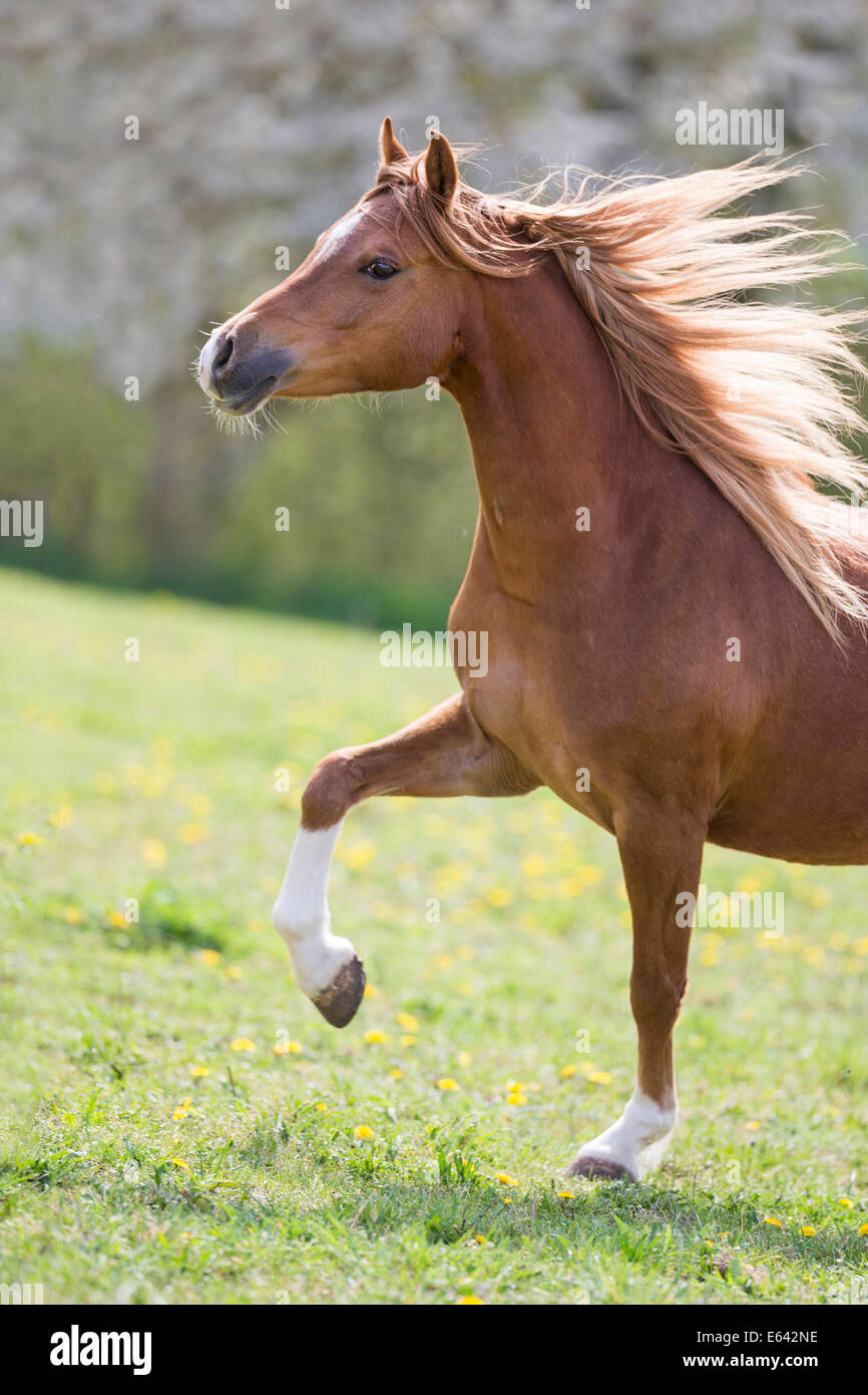 Welsh Pony (Section B). Chestnut mare trotting on a pasture in spring ...