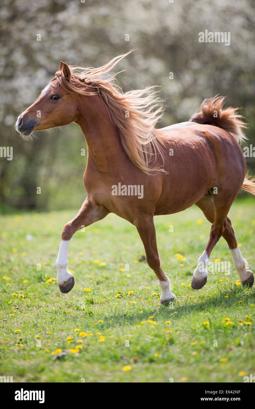 Welsh pony mare trotting on hi-res stock photography and images - Alamy
