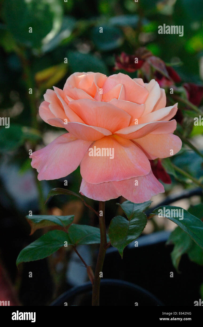 Peach colored flowers hi-res stock photography and images - Alamy