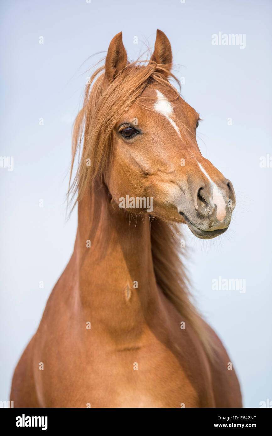Welsh Pony (Section B). Portrait of chestnut mare. Germany Stock Photo ...