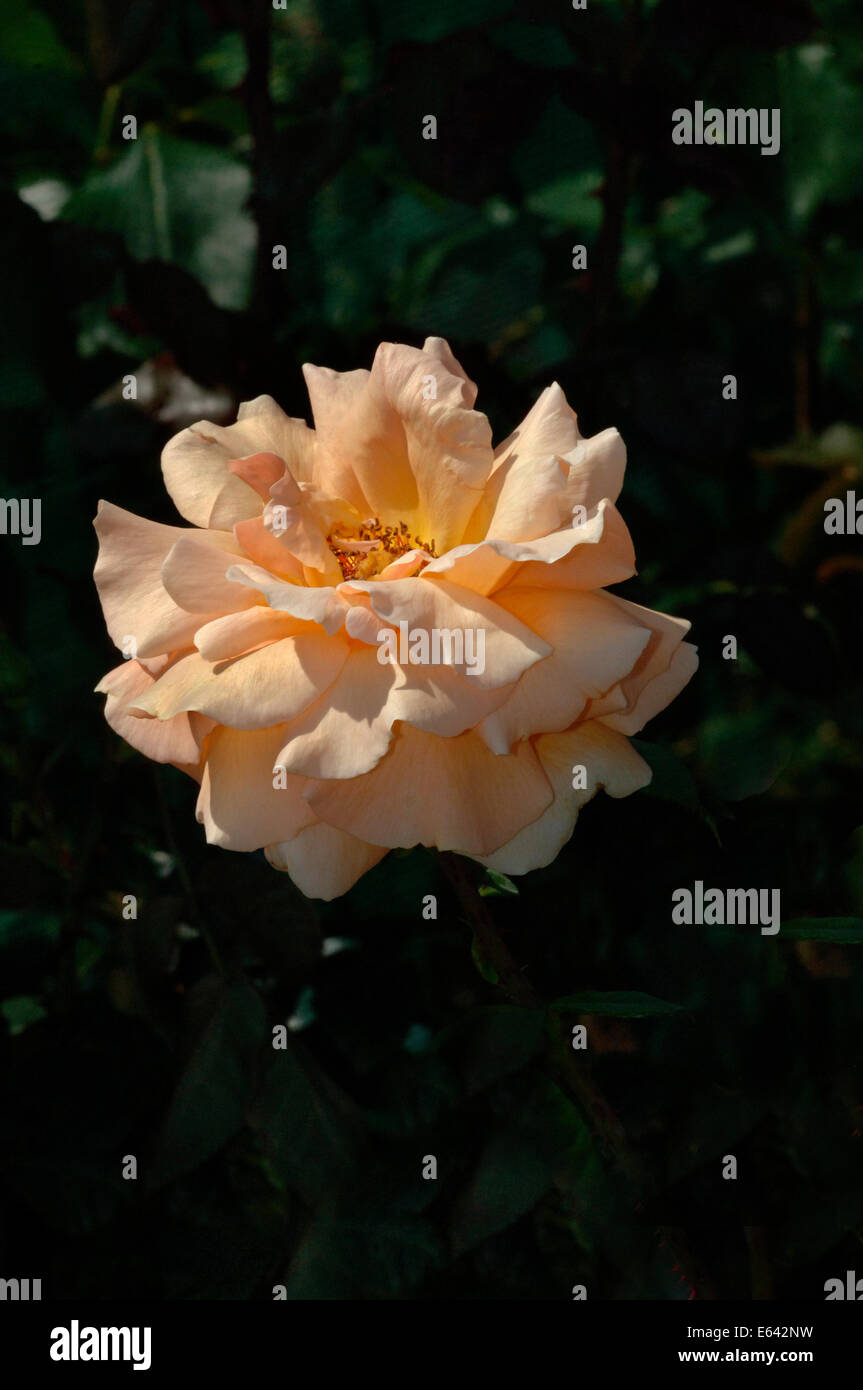 A Peach Colored Rose Stock Photo - Alamy