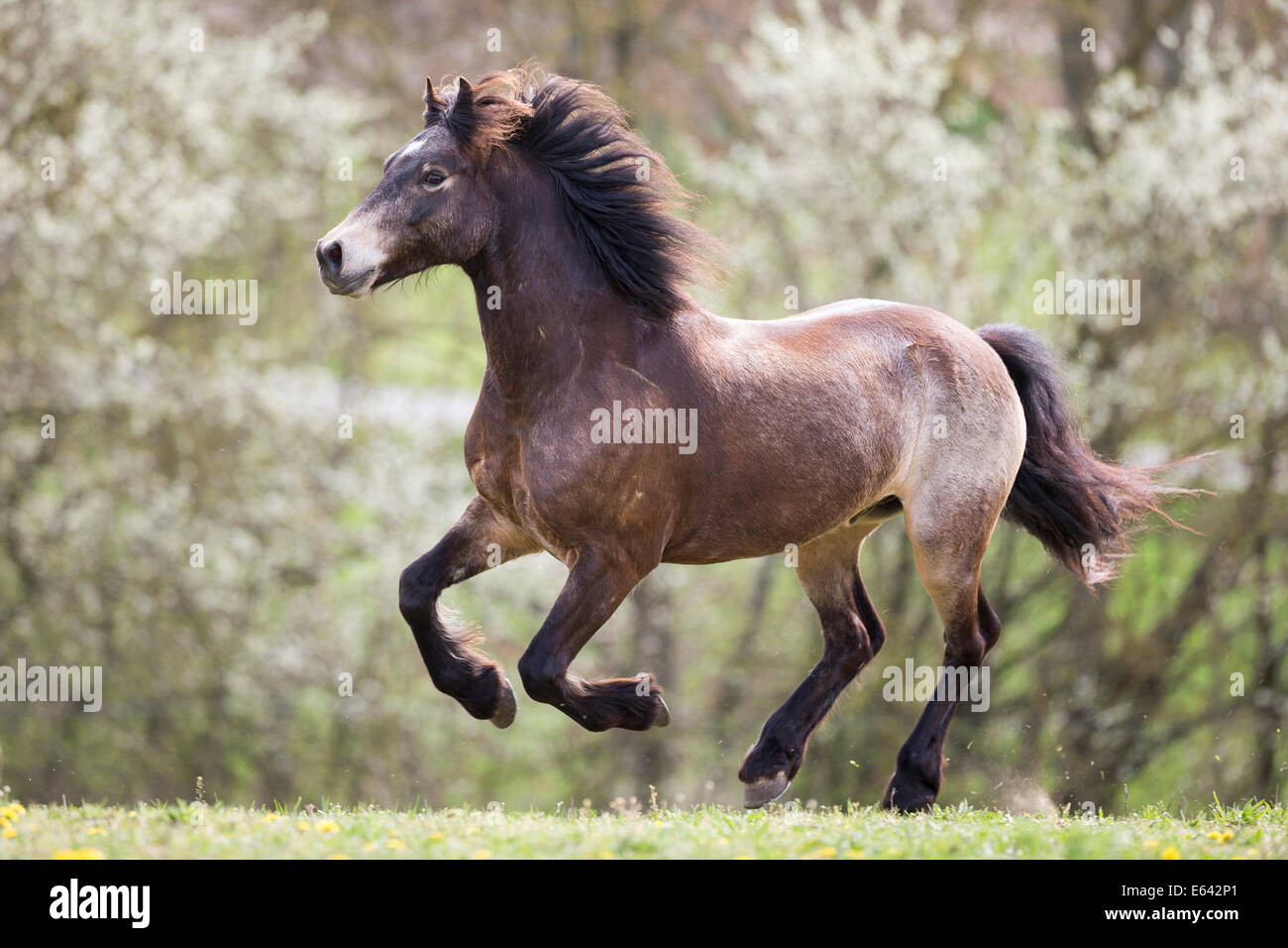 Welsh cob equus ferus caballus hi-res stock photography and images - Alamy