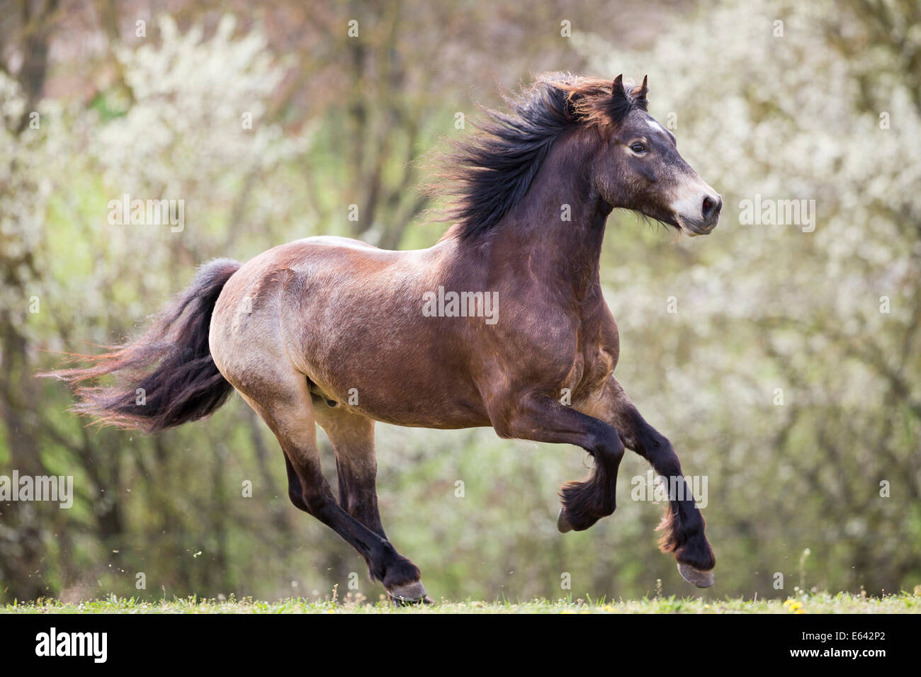 Welsh cob equus ferus caballus hi-res stock photography and images - Alamy