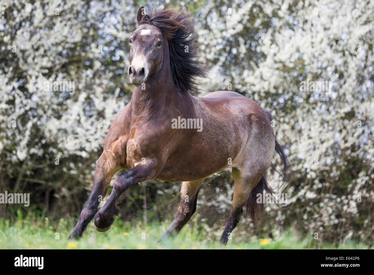Welsh Cob. Dun gelding galloping on a pasture in spring. Germany Stock ...
