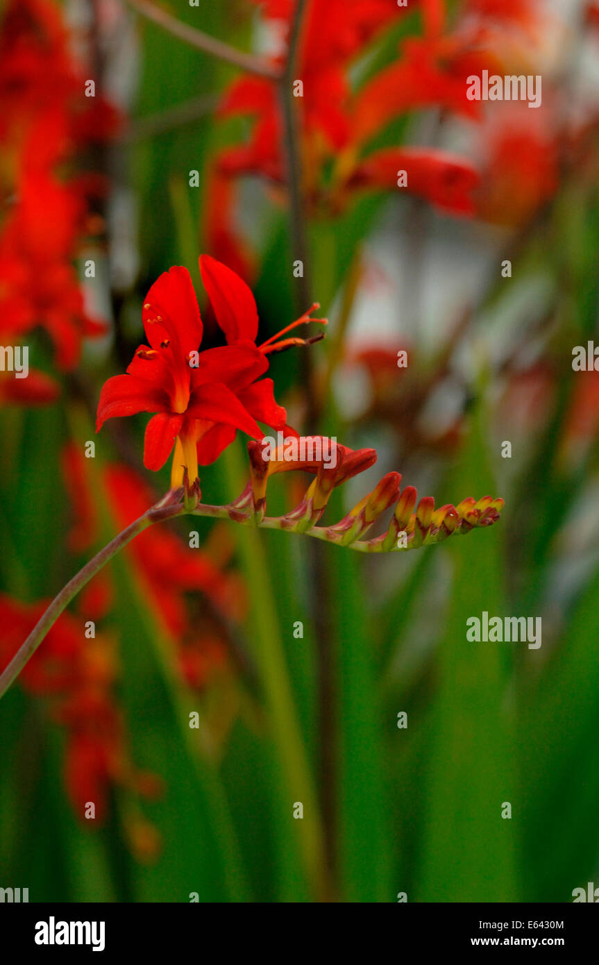 Montbretia lucifer flowers hi-res stock photography and images - Alamy