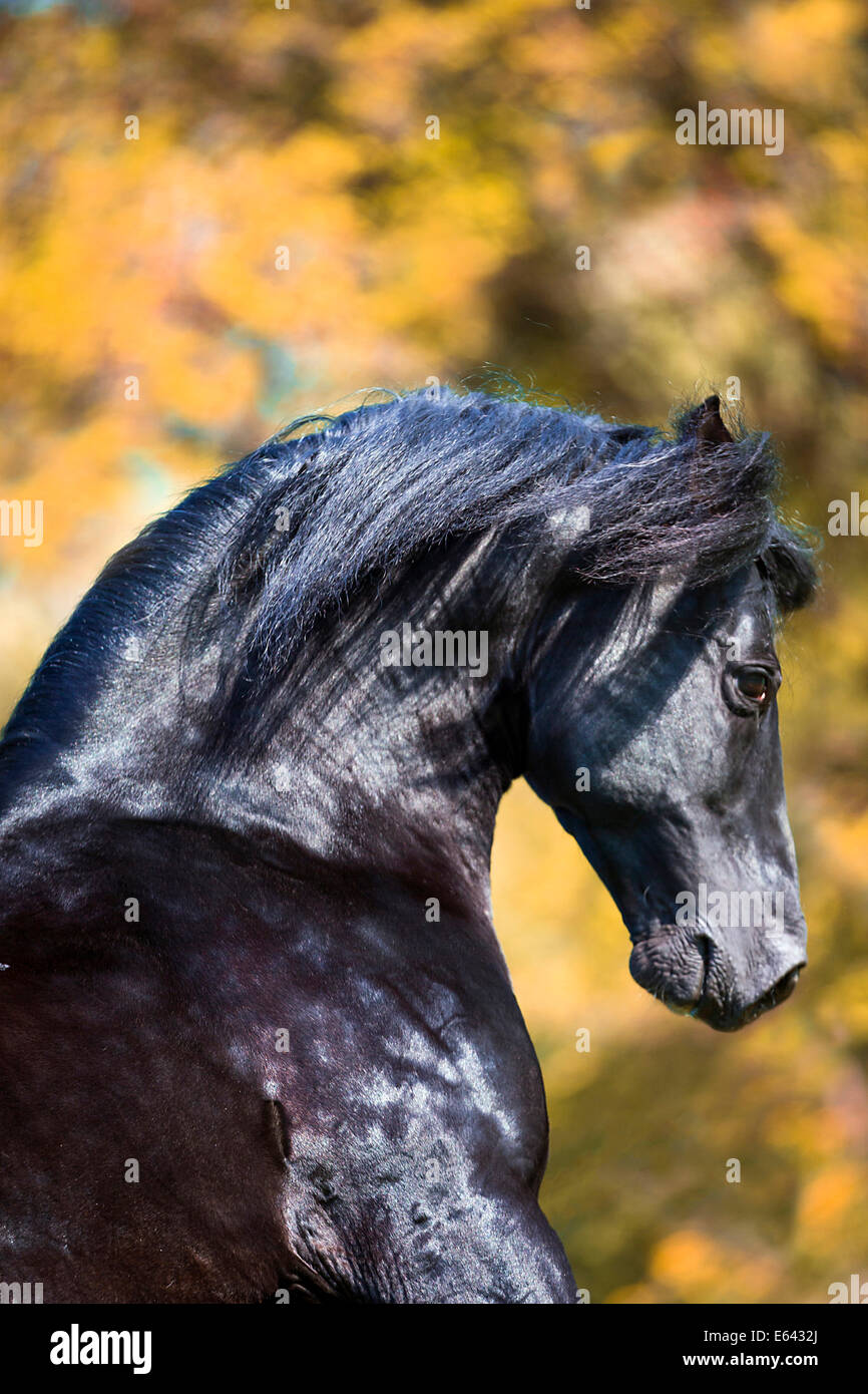 Pure Spanish Horse, Andalusian. Portrait of black stallion showing ...