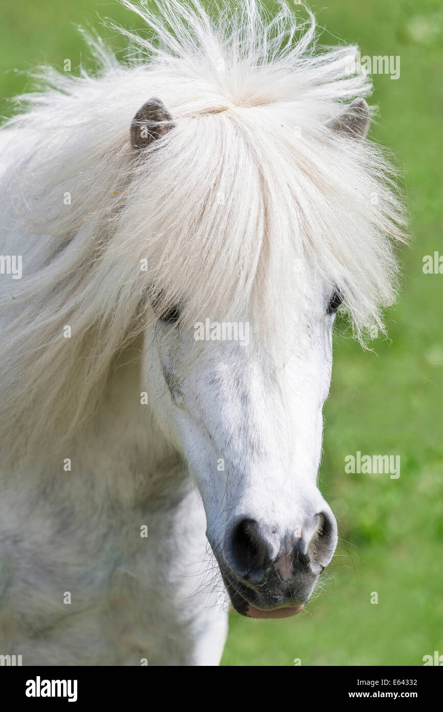 Shetland Pony. Portrait of grey adult. Germany Stock Photo - Alamy