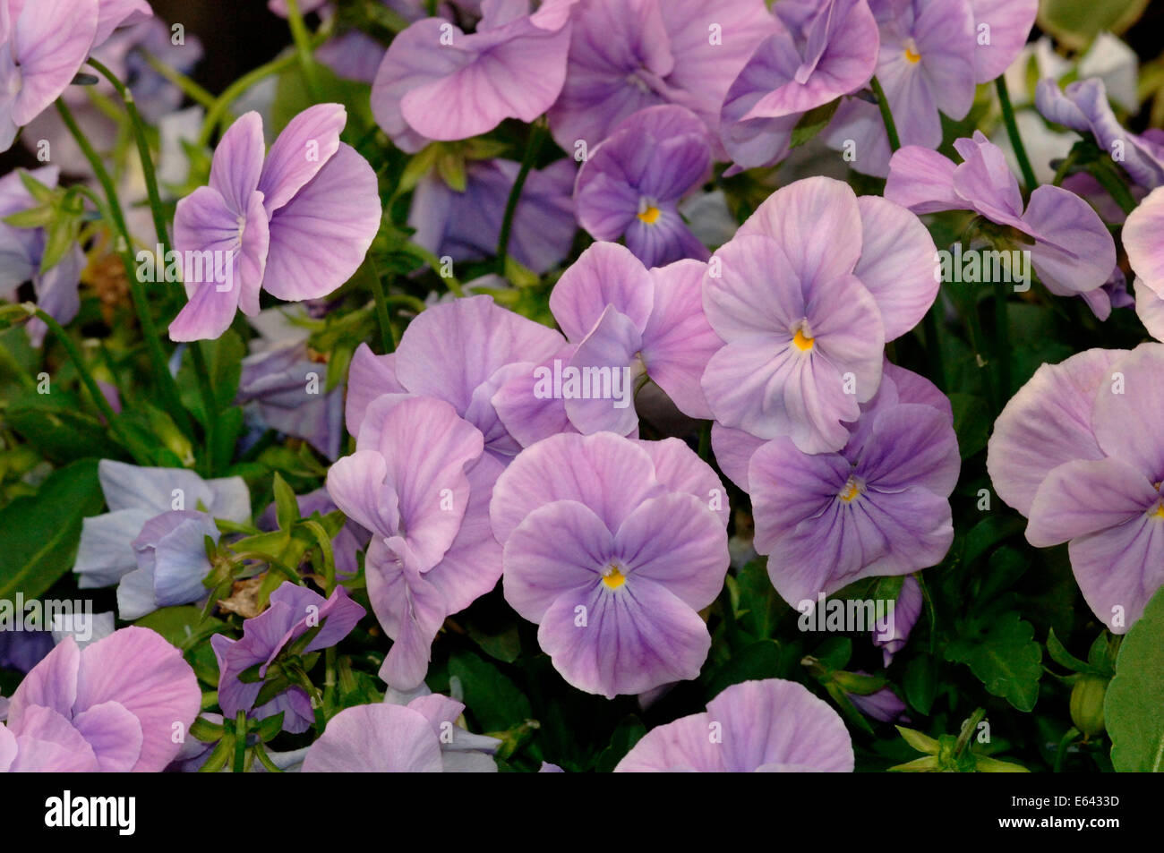 Viola flowers hi-res stock photography and images - Alamy