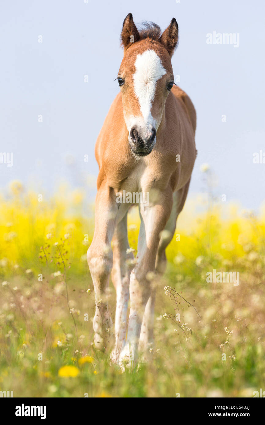 Welsh Mountain Pony, Section A. Filly-foal galloping on a pasture ...