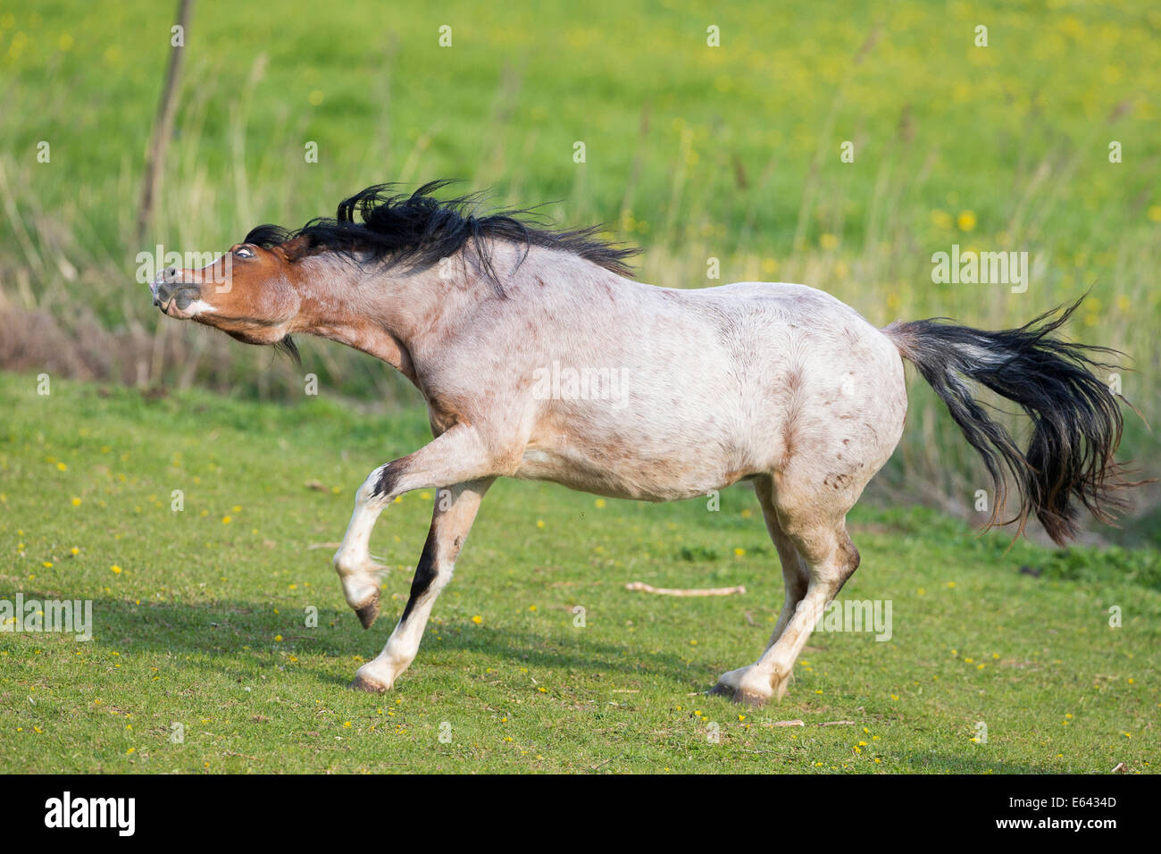 Strawberry Roan Pony