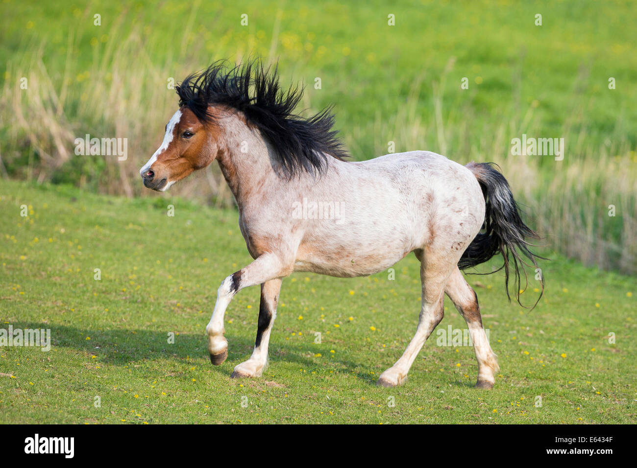 Red Roan Pony