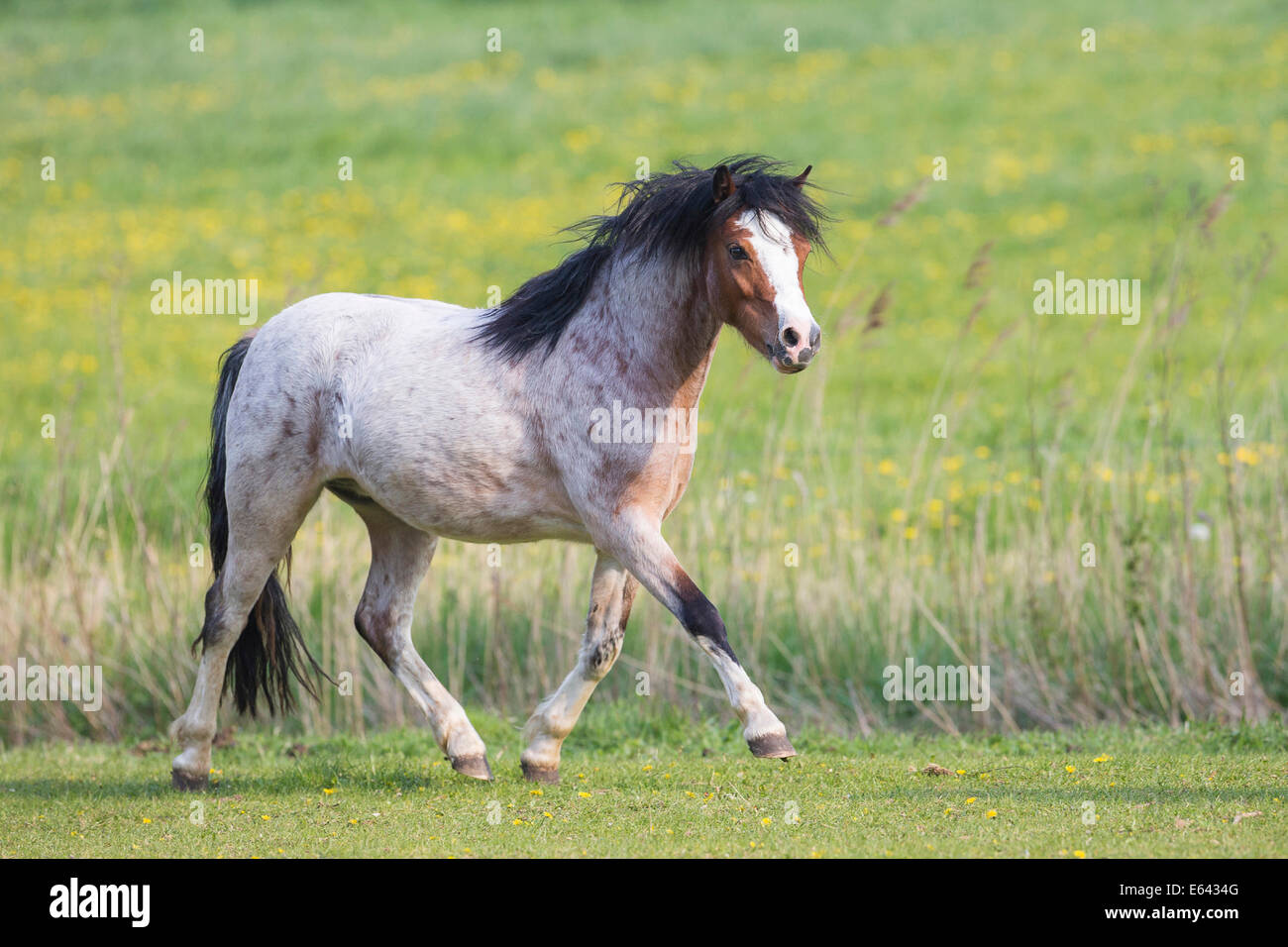 Welsh Mountain Pony. Juvenile strawberry roan mare trotting on a ...