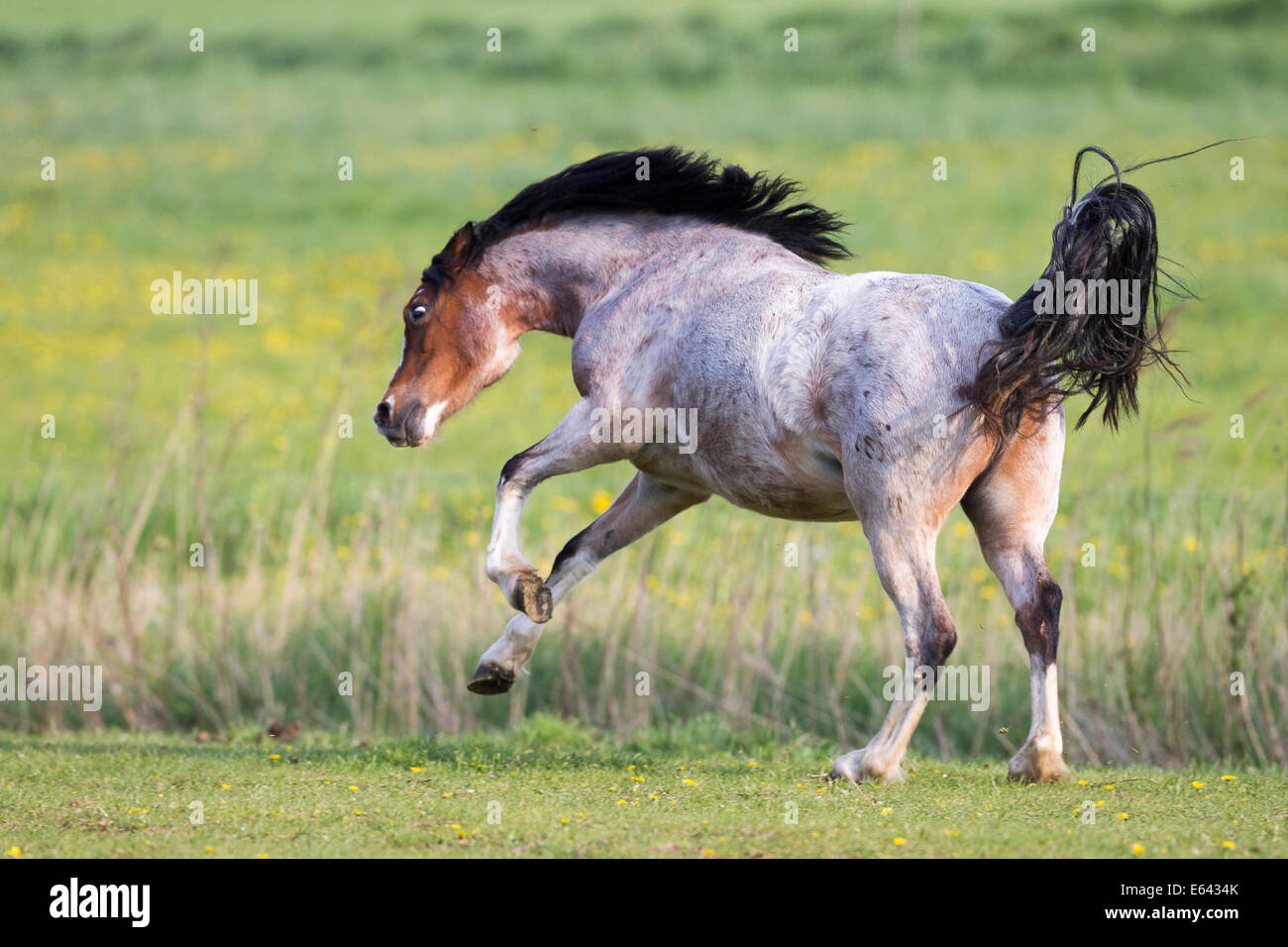 Welsh Mountain Pony. Juvenile strawberry roan mare bucking on a pasture ...