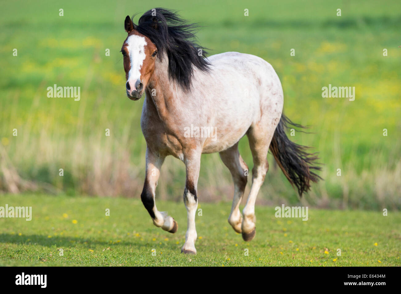 Strawberry Roan Pony