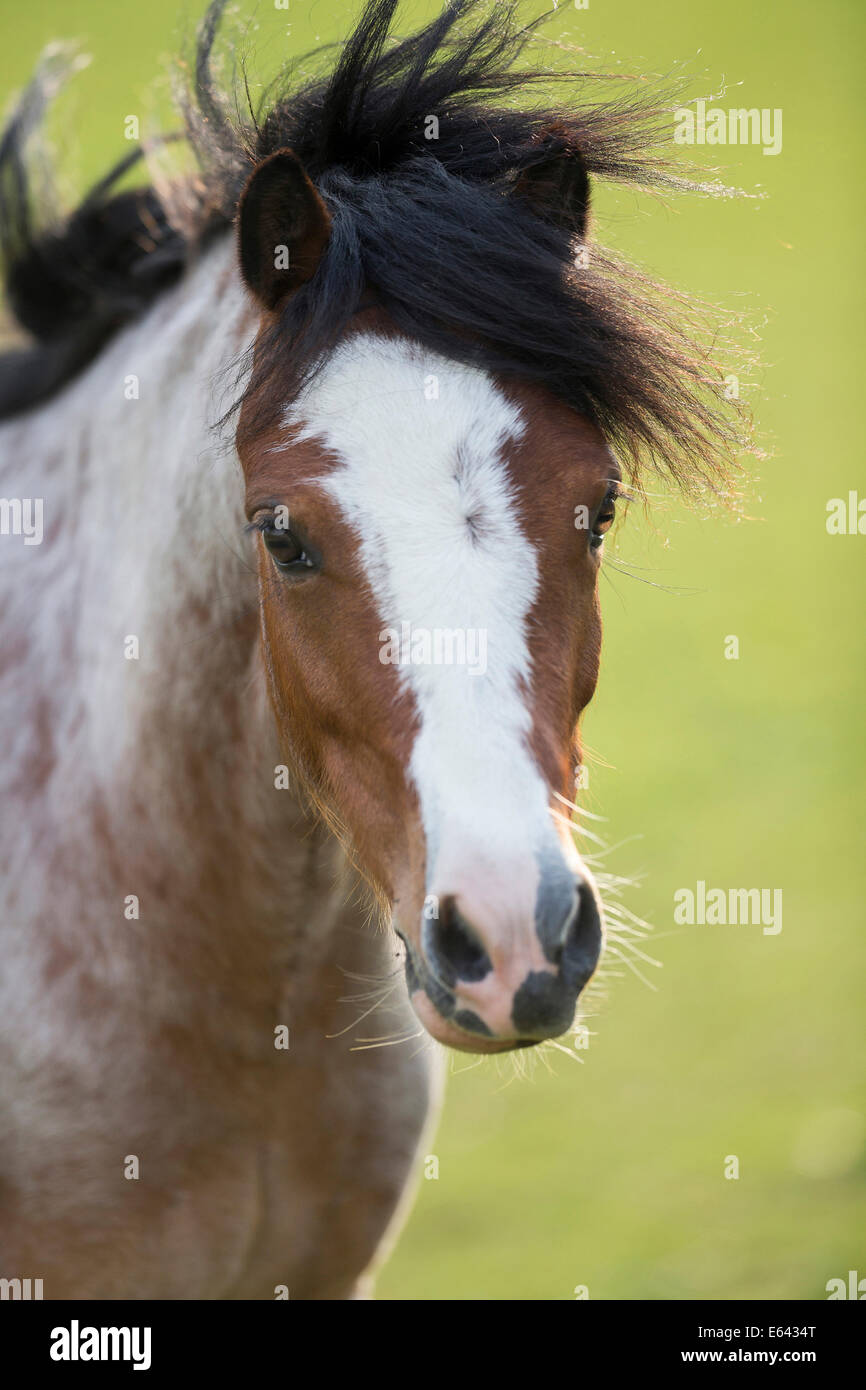 Strawberry Roan Horse Jumping