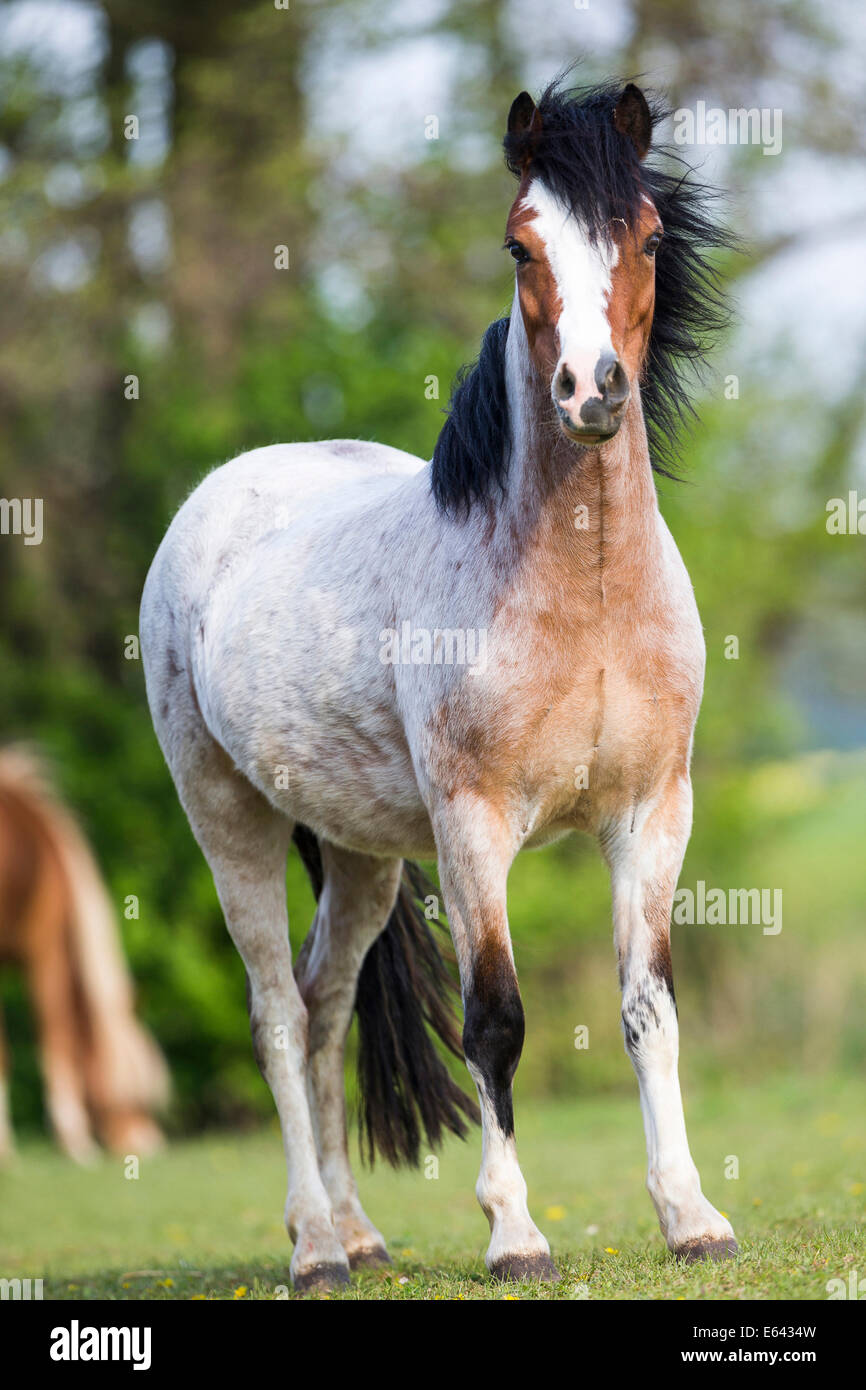 Strawberry Roan Pony