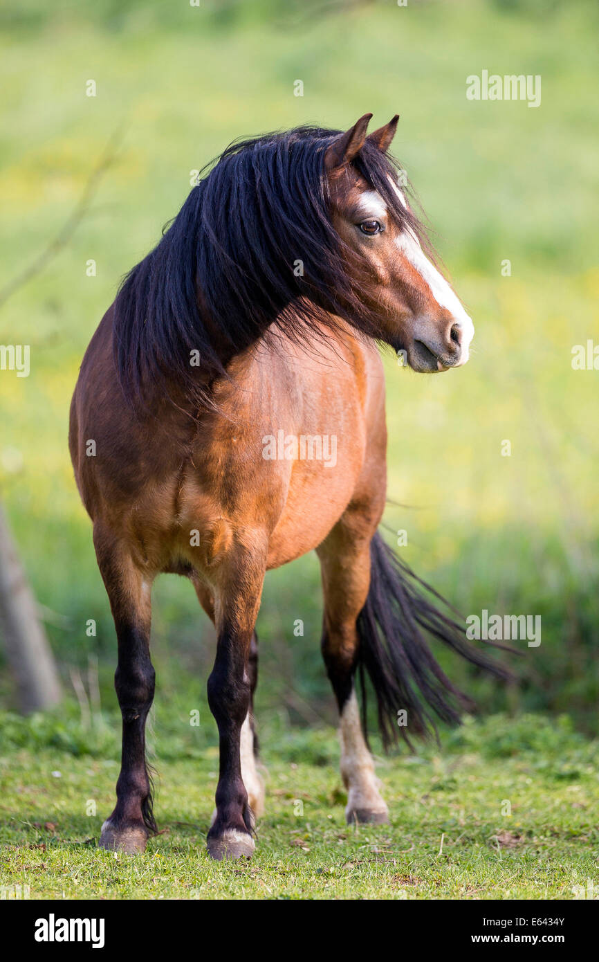 Welsh Mountain Pony. Bay adult standing on a pasture. Germany Stock ...