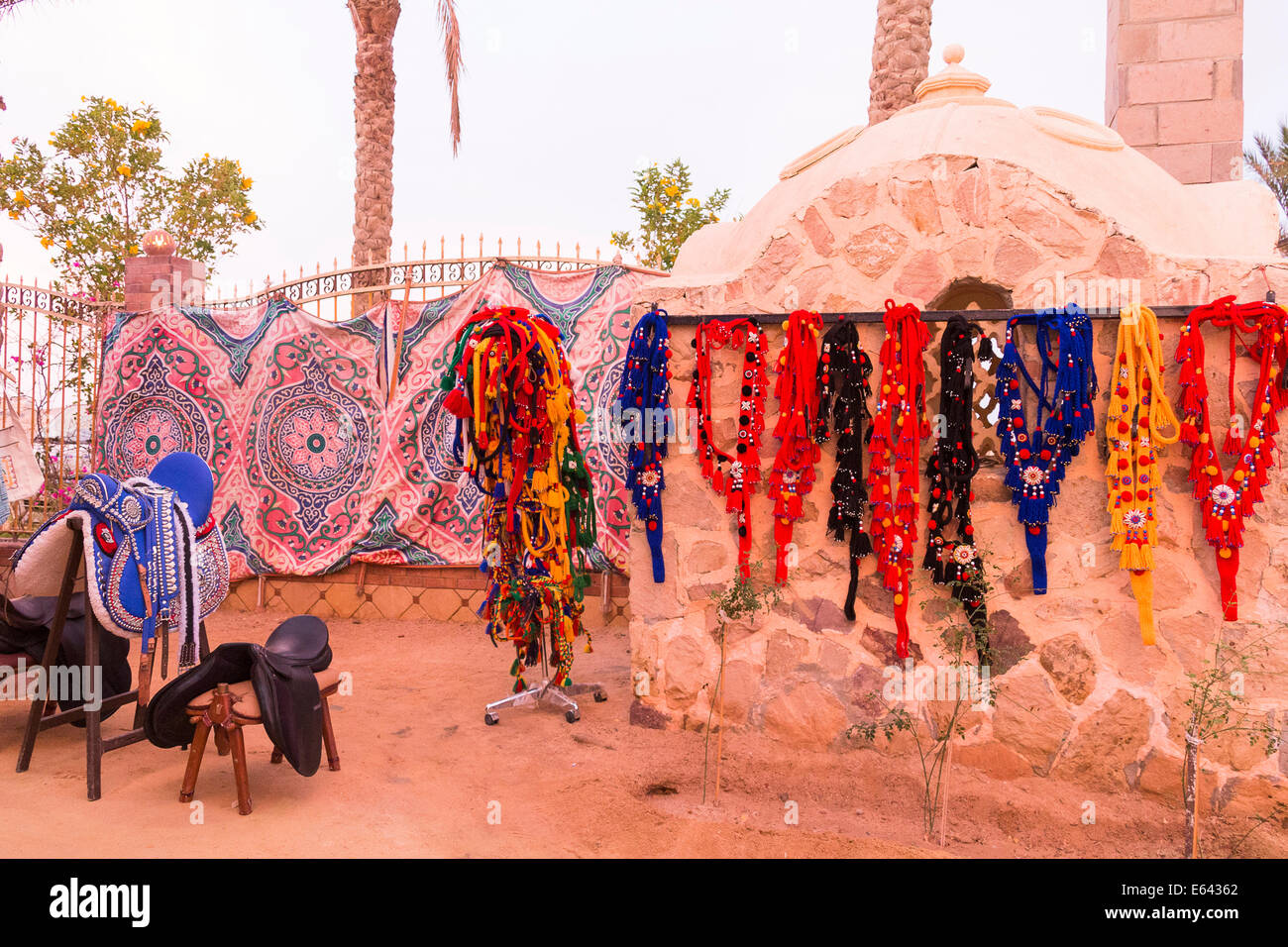 Arabian Horse. Traditional arabian tack and saddle. Egypt Stock Photo ...