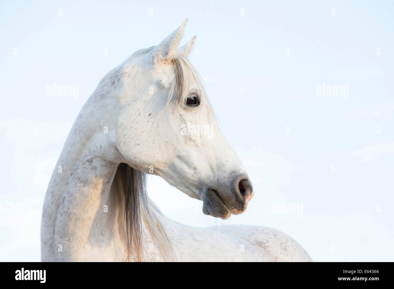 Old grey mare hi-res stock photography and images - Alamy