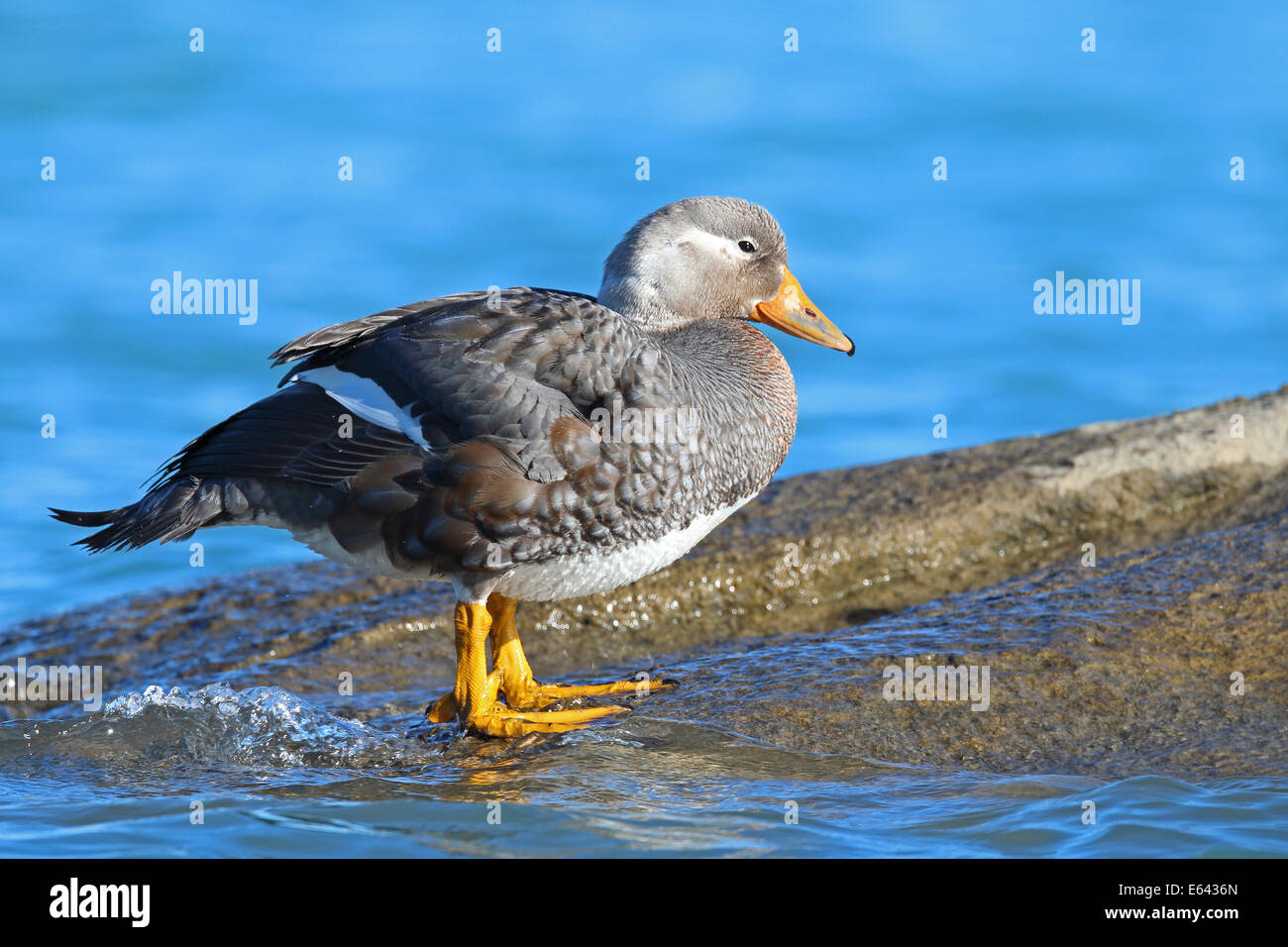 Flying steamer duck hi-res stock photography and images - Alamy