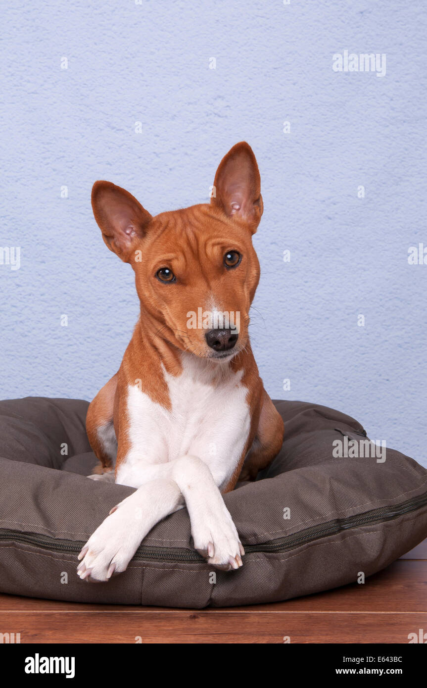 Basenji. Bitch (4 years old) lying on a pet bed. Studio picture against ...