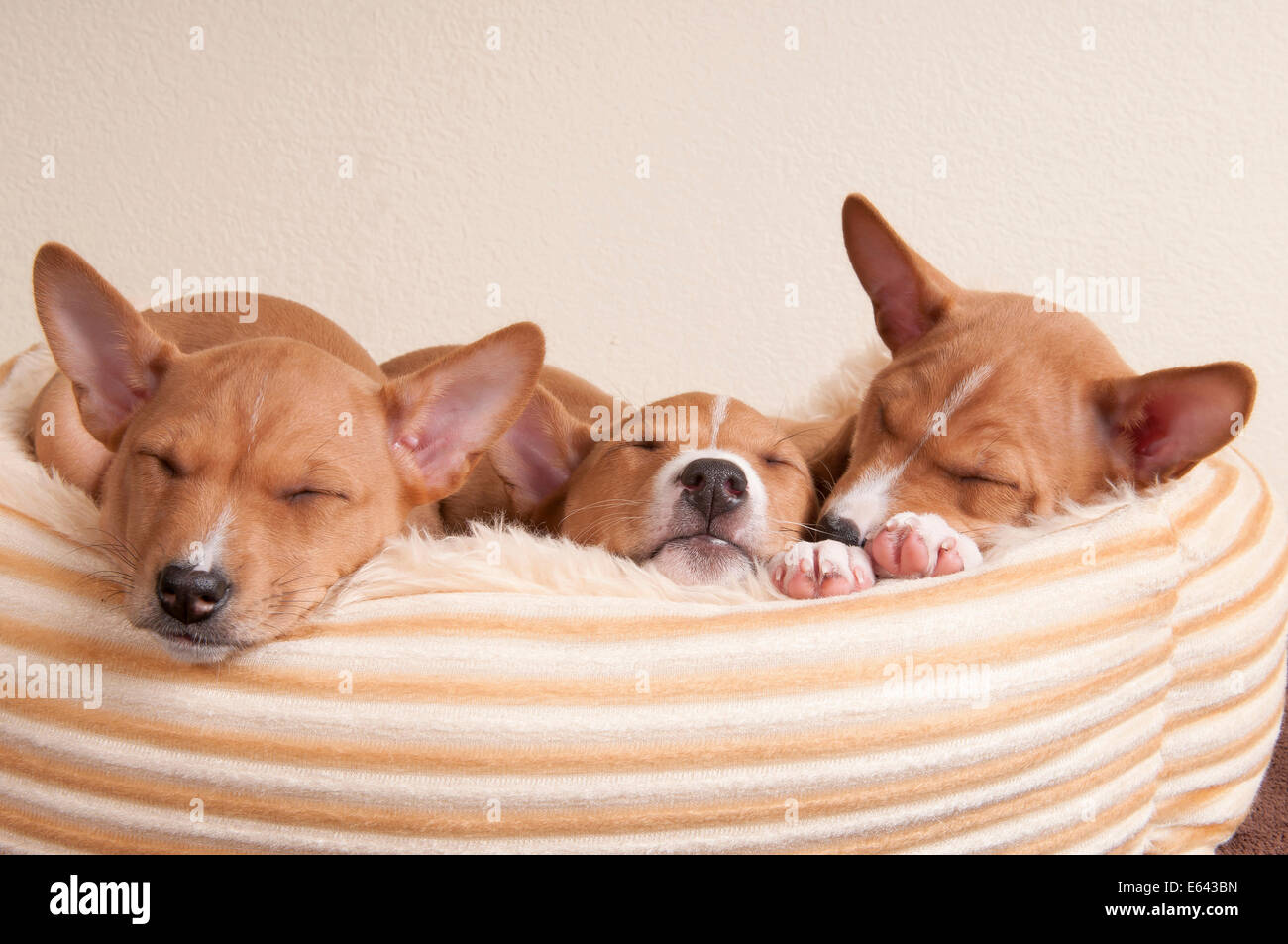 Basenji. Three puppies (7,5 weeks old) isleeping in a pet bed. Germany ...
