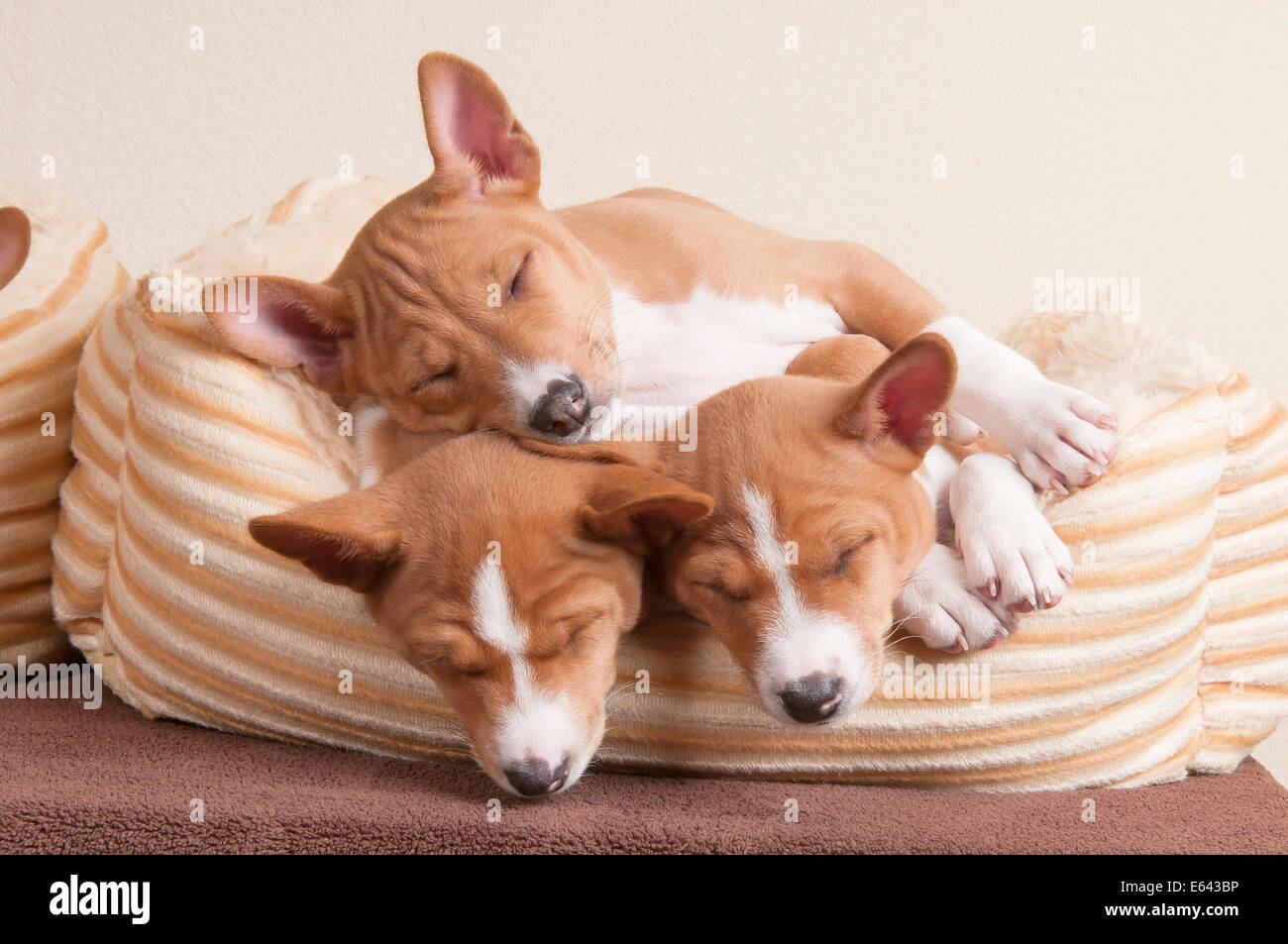 Basenji. Three puppies (7,5 weeks old) isleeping in a pet bed. Germany ...