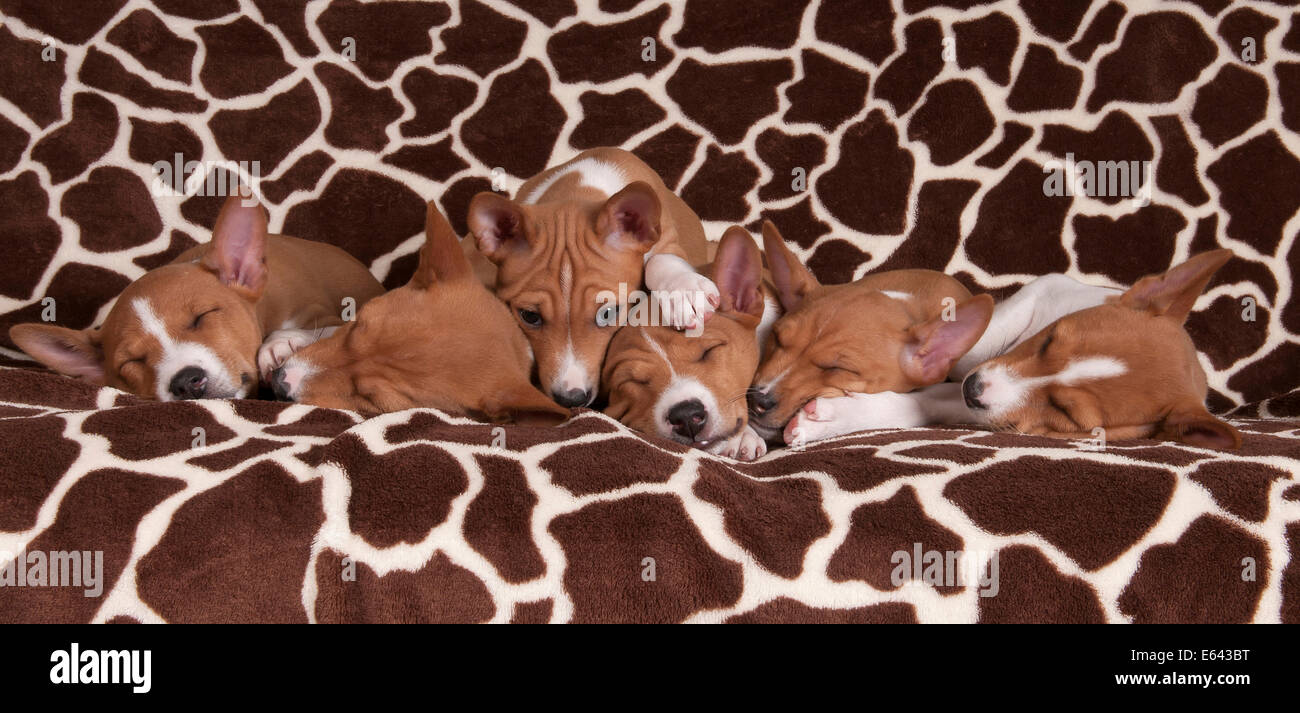 Basenji. Six puppies (7,5 weeks old) sleepping on a blanket in a ...